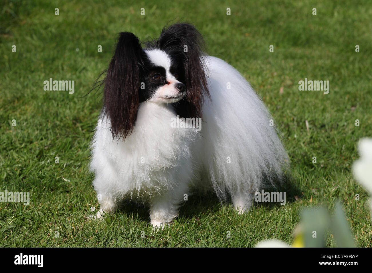 Papillion hi-res stock photography and images - Alamy