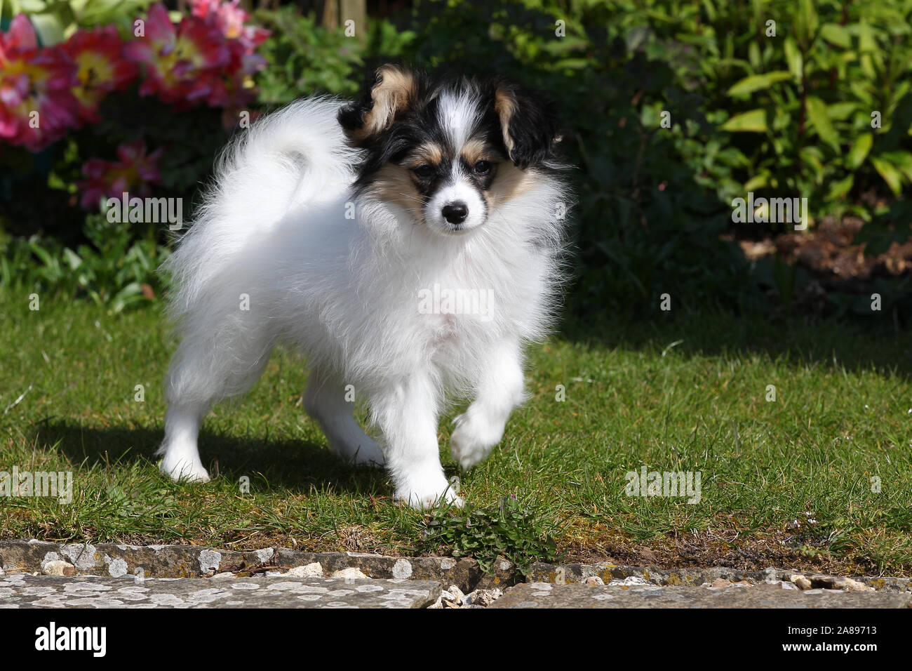 Pap dogs hi-res stock photography and images - Alamy