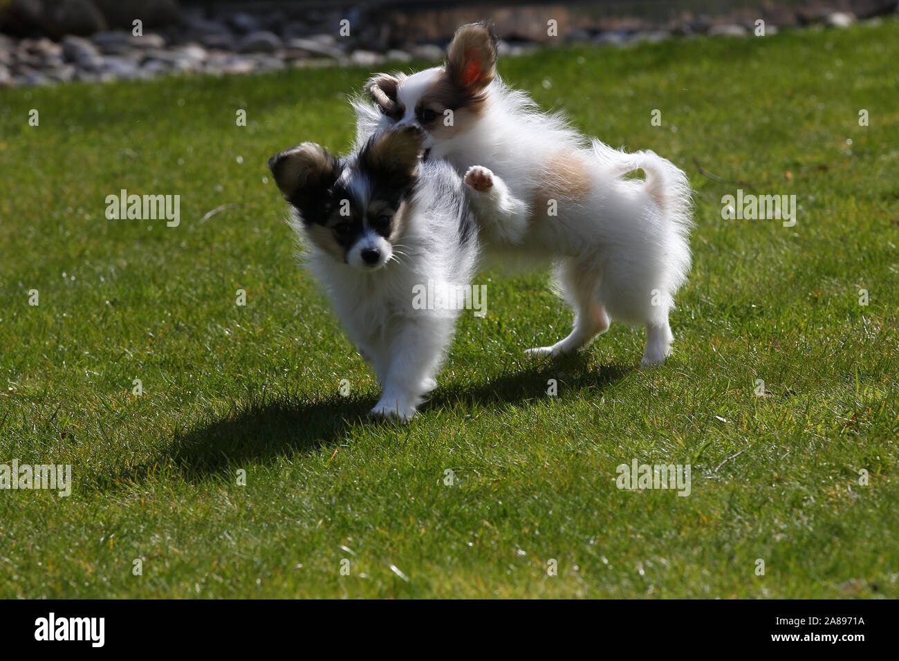 Wind up toy dog hi-res stock photography and images - Alamy