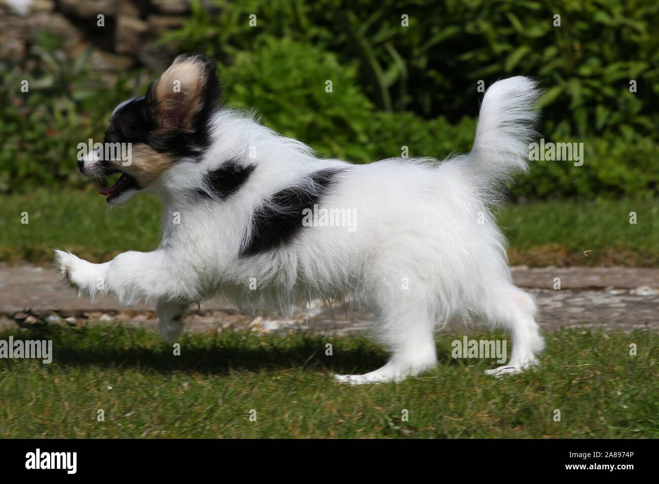 Wind up toy dog hi-res stock photography and images - Alamy
