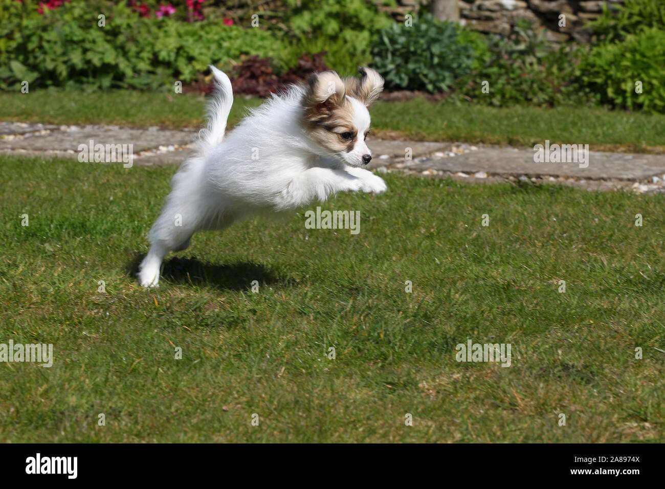 Dog bouncing up hi-res stock photography and images - Alamy