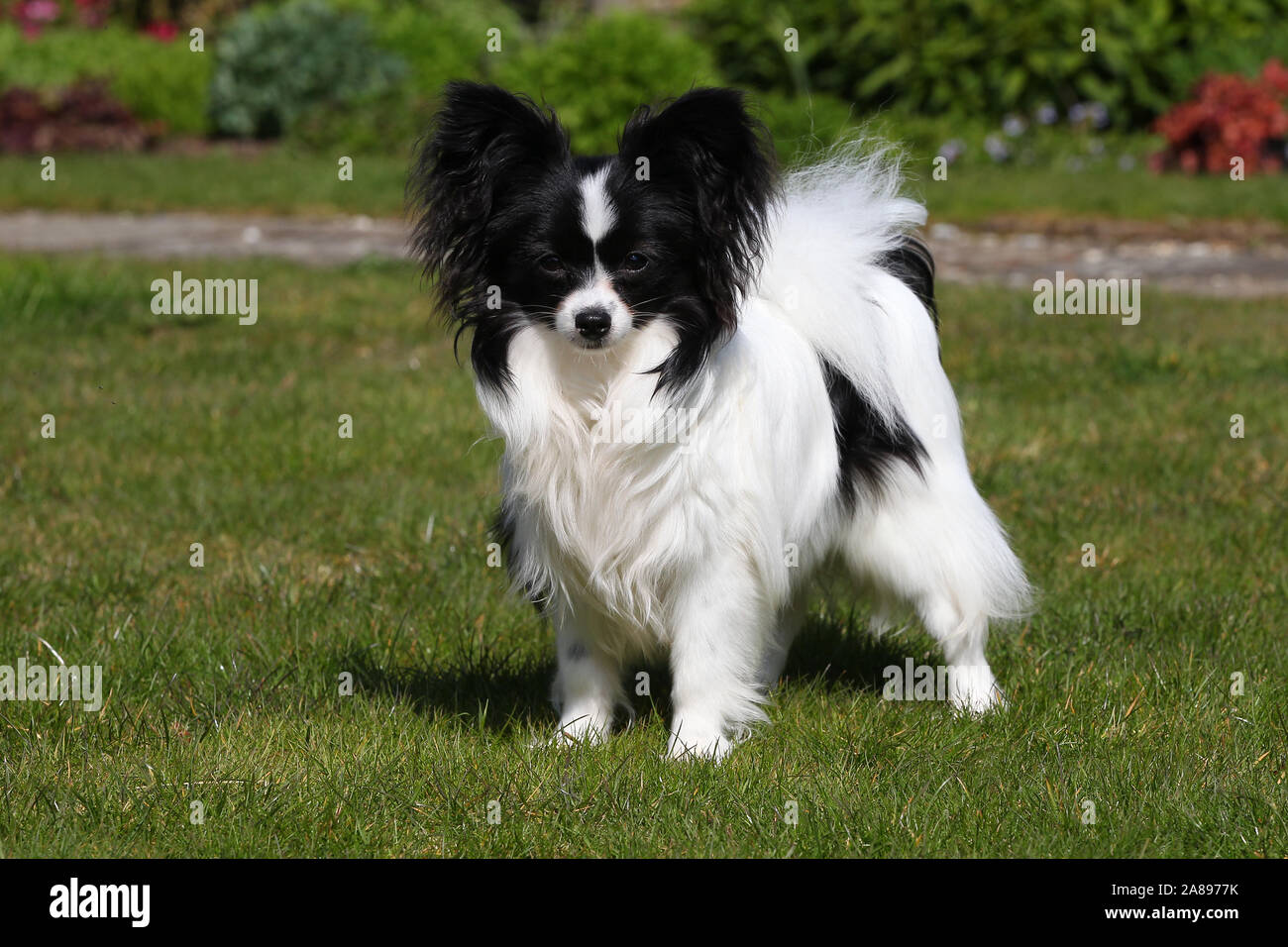 Wind up toy dog hi-res stock photography and images - Alamy