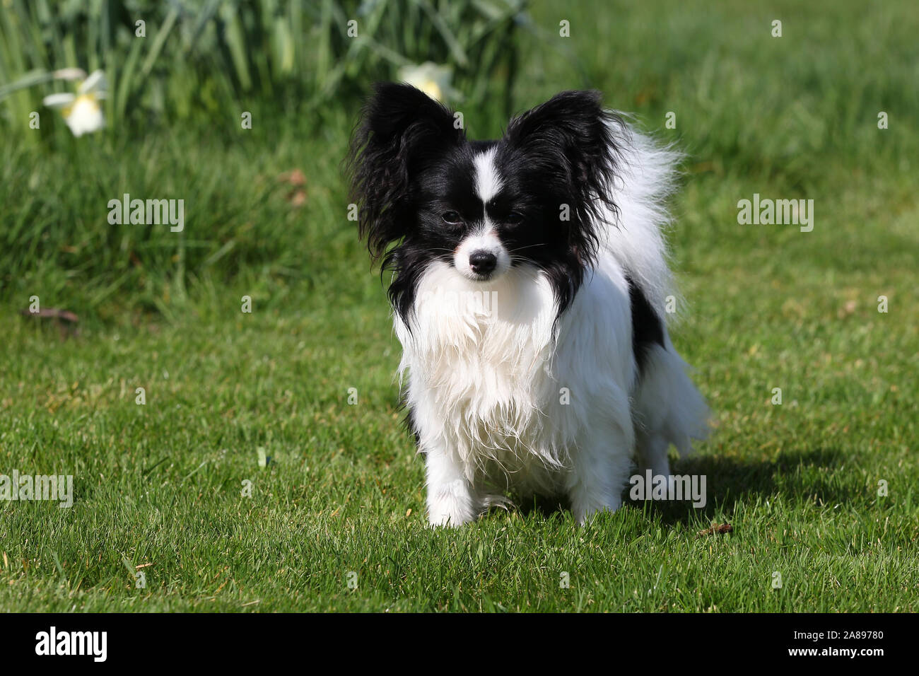 Wind up toy dog hi-res stock photography and images - Alamy