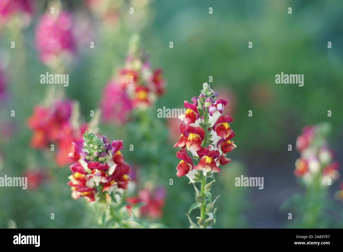 Snapdragon stem hi-res stock photography and images - Alamy