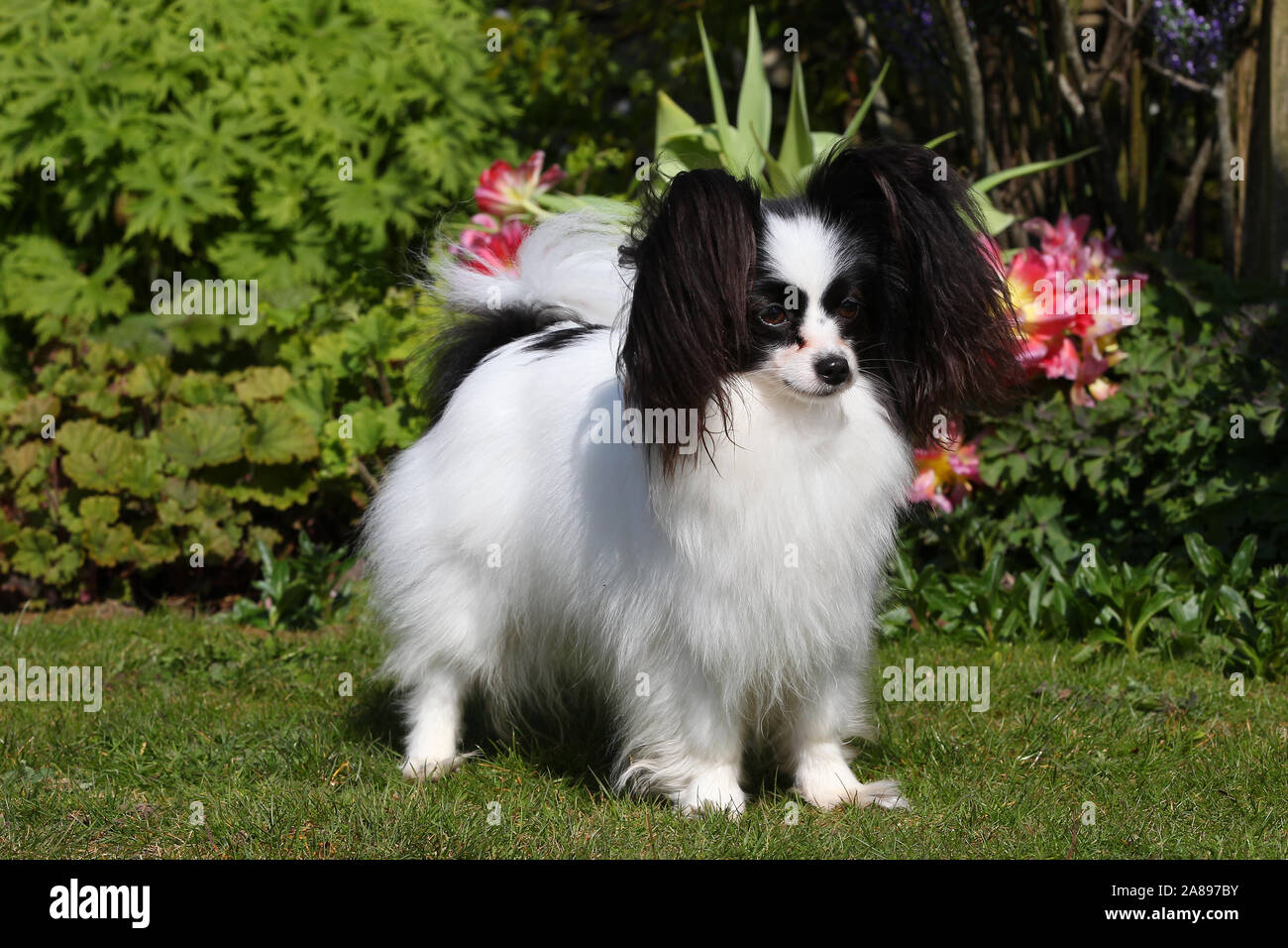 Wind up toy dog hi-res stock photography and images - Alamy