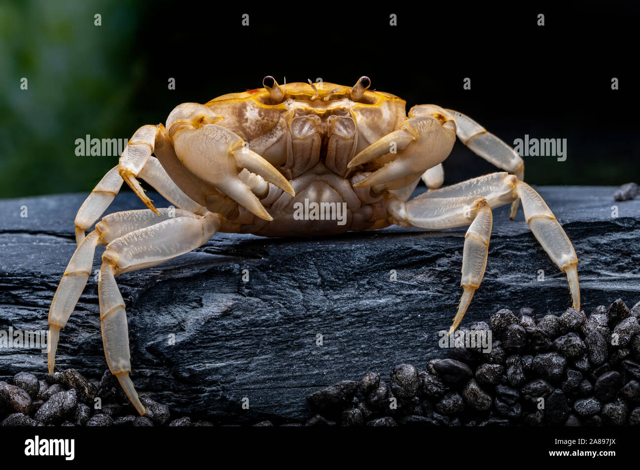 Holthuisana cf. lipkei,Feuer Krabbe,Fire-Crab Stock Photo - Alamy