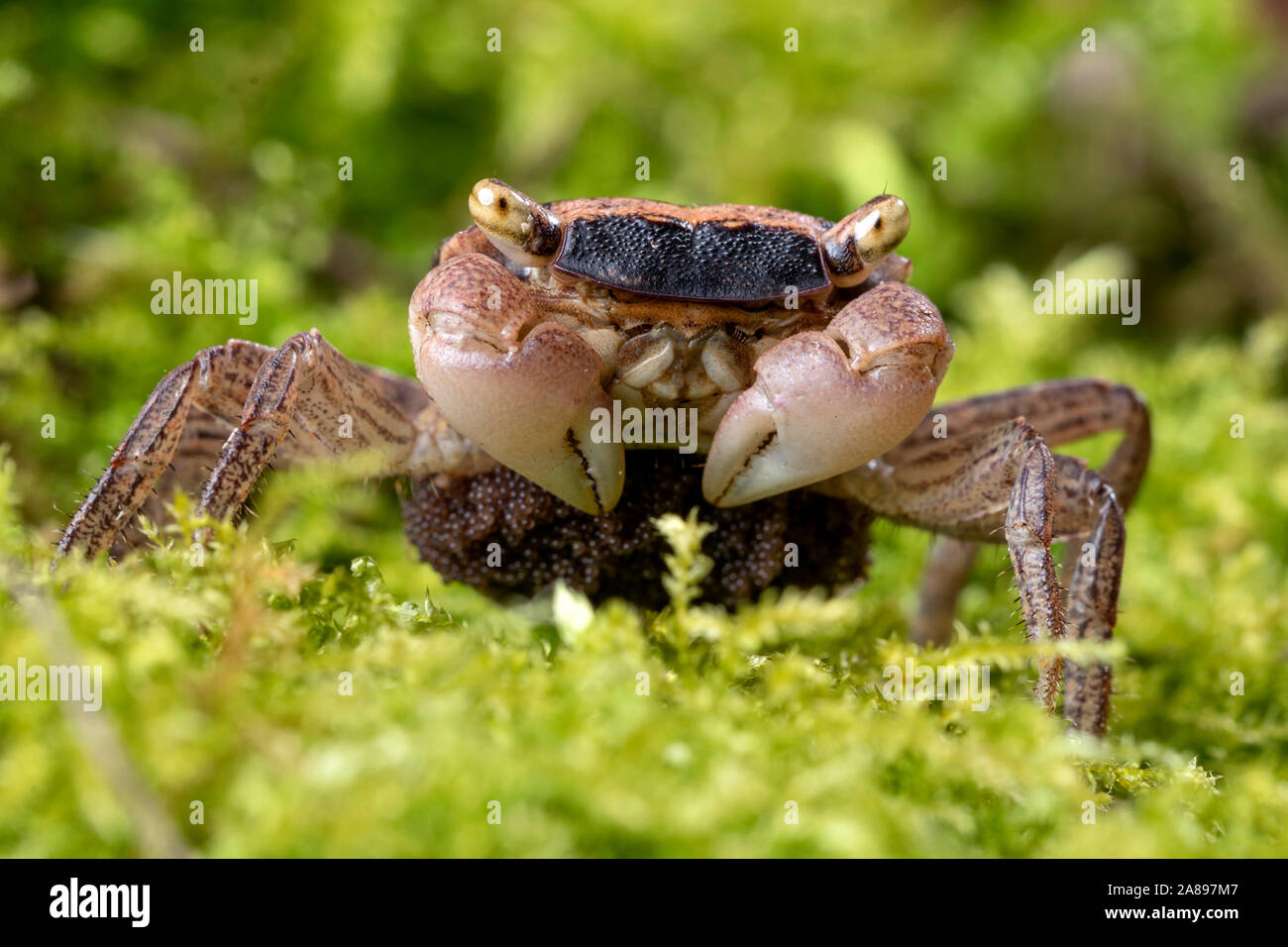 Metasesarma obesum,Marmorkrabbe,Marble Crab Stock Photo - Alamy