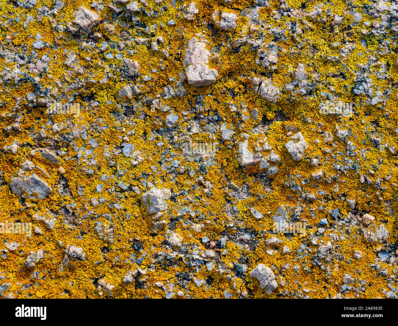 Lichen on rock texture hi-res stock photography and images - Alamy