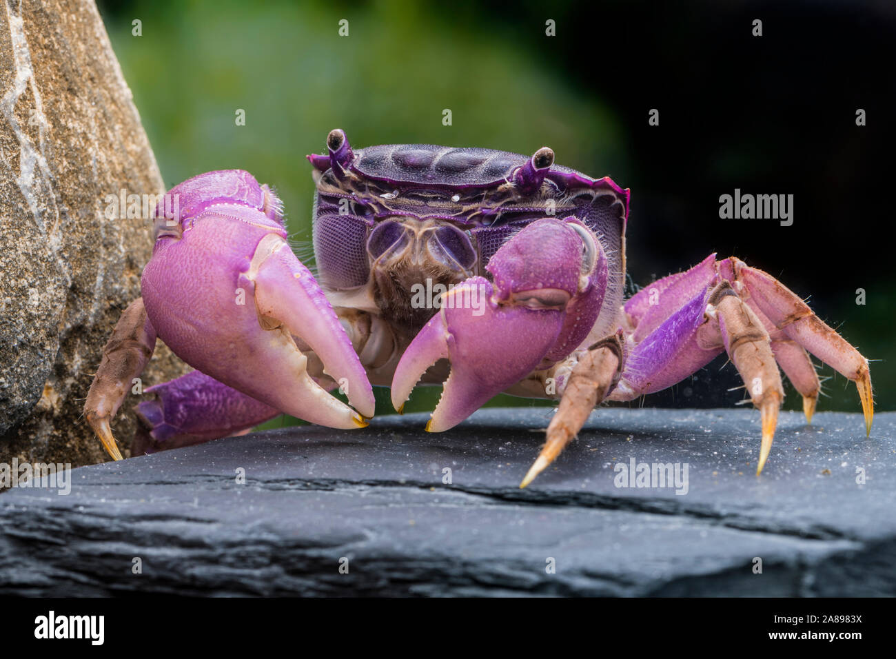 Neosarmatium sp. Purple,Spinnenkrabbe,Spider Crab Stock Photo - Alamy