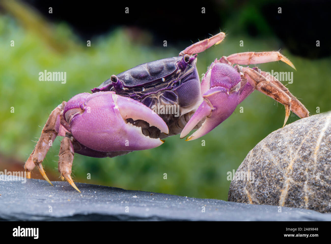 Neosarmatium sp. Purple,Spinnenkrabbe,Spider Crab Stock Photo - Alamy