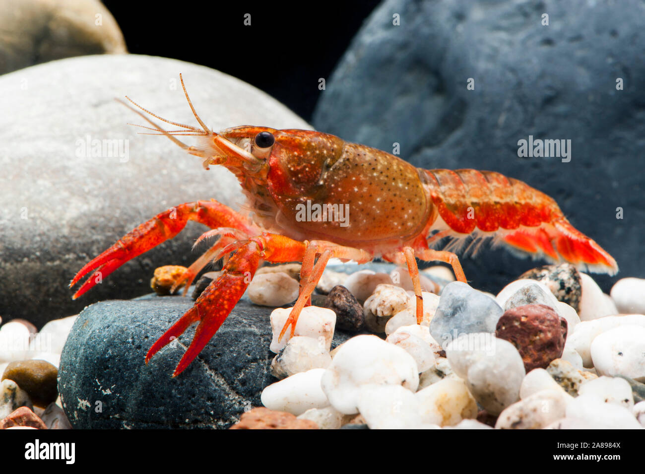Procambarus clarkii Rot,Sumpfkrebs Rot,Louisiana crayfish Stock Photo ...