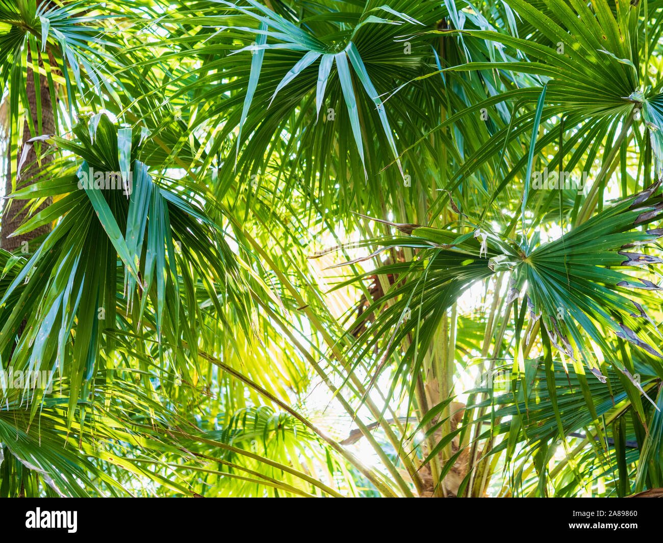 Green palm trees Stock Photo - Alamy