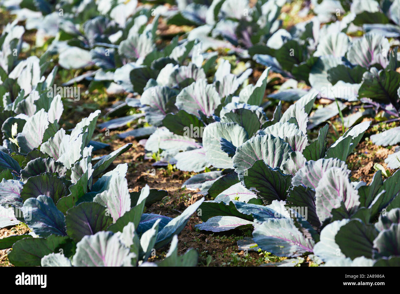 Crop horizontal hi-res stock photography and images - Alamy