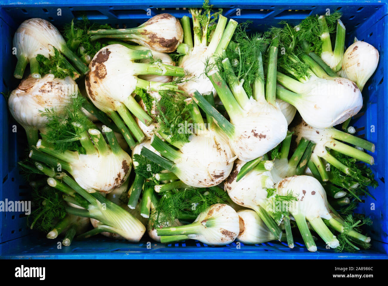 Crate of fennel Stock Photo - Alamy