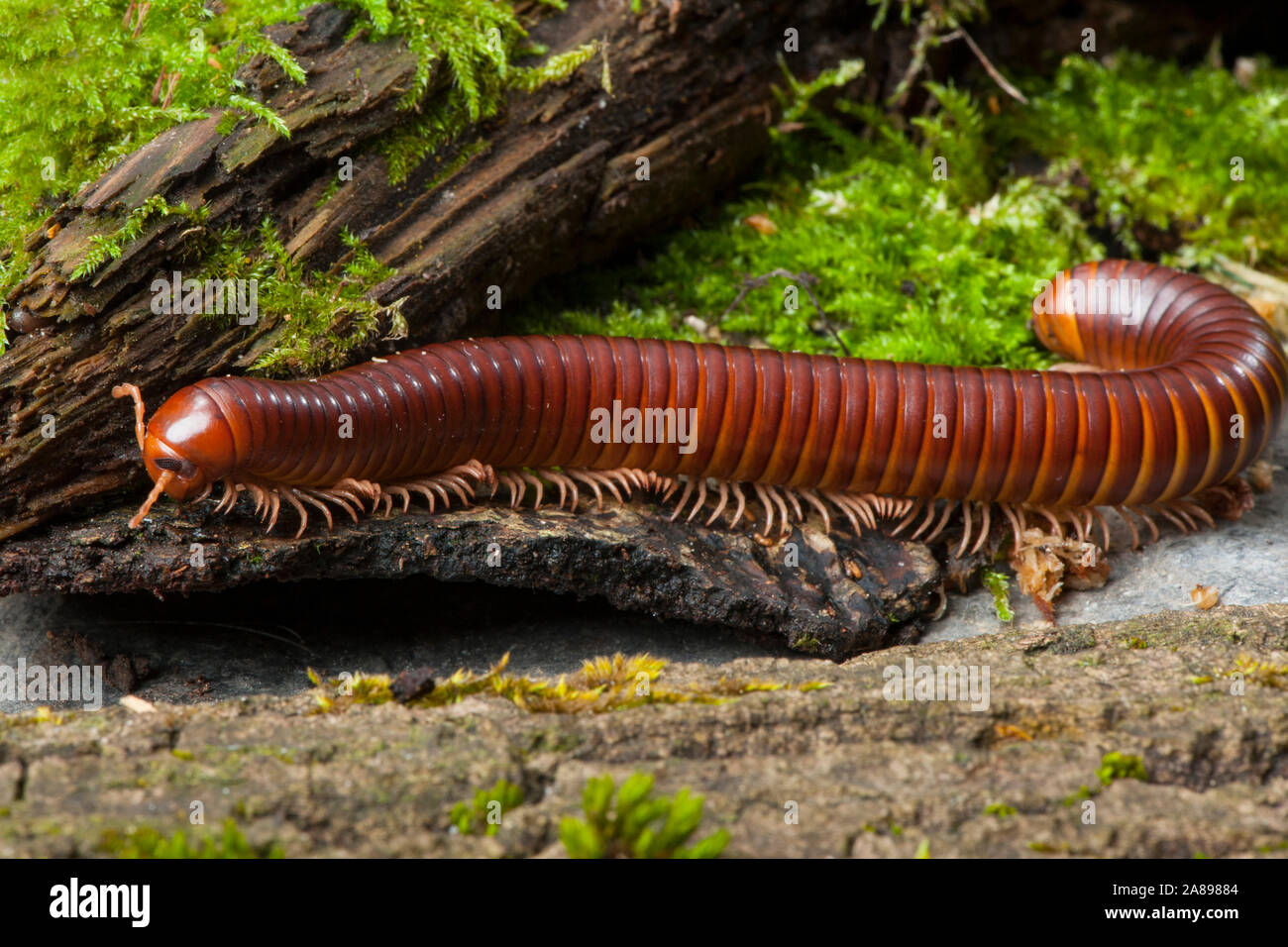 Millipedes and centipedes hi-res stock photography and images - Alamy