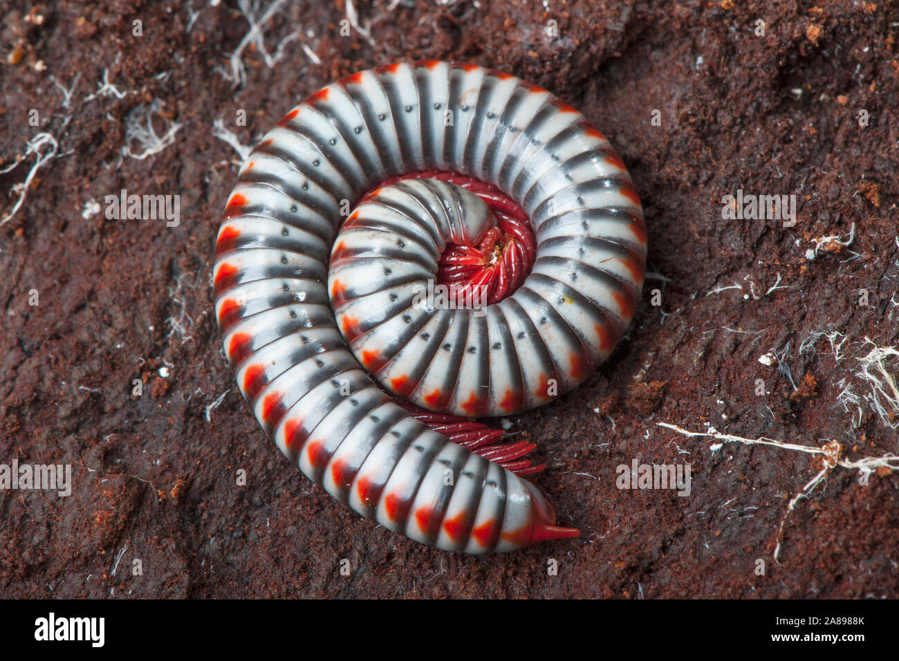 Millipedes and centipedes hi-res stock photography and images - Alamy