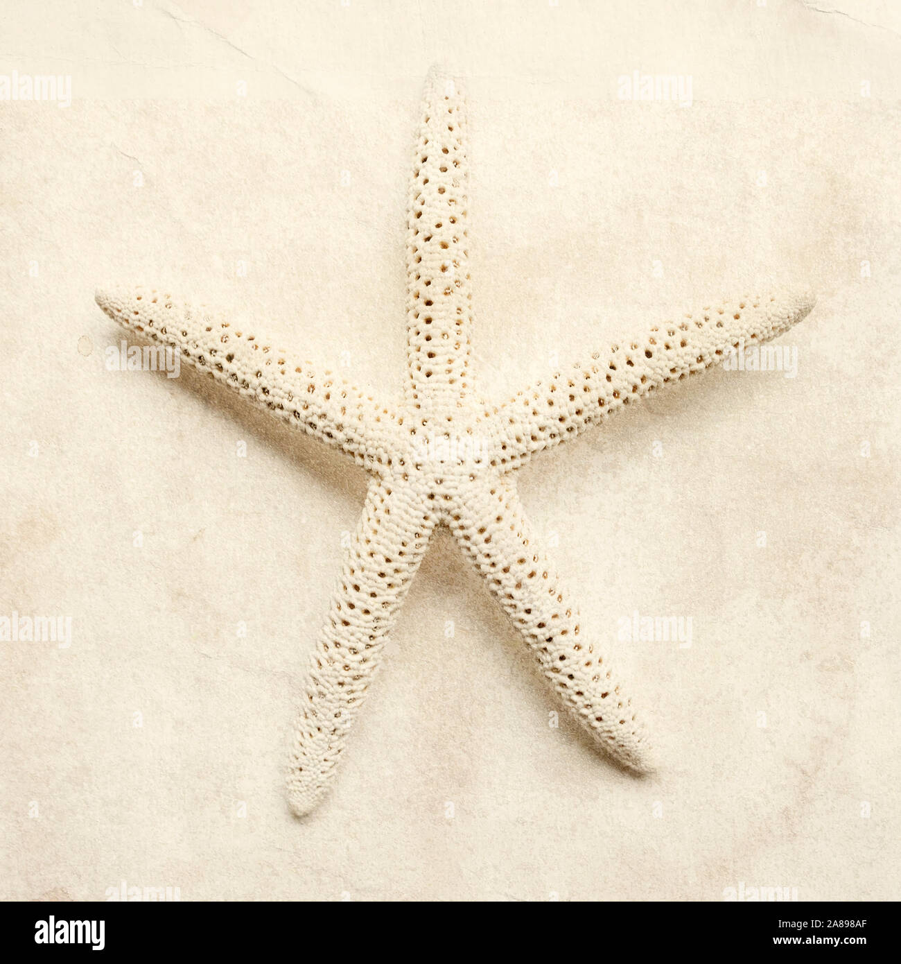 White starfish hi-res stock photography and images - Alamy