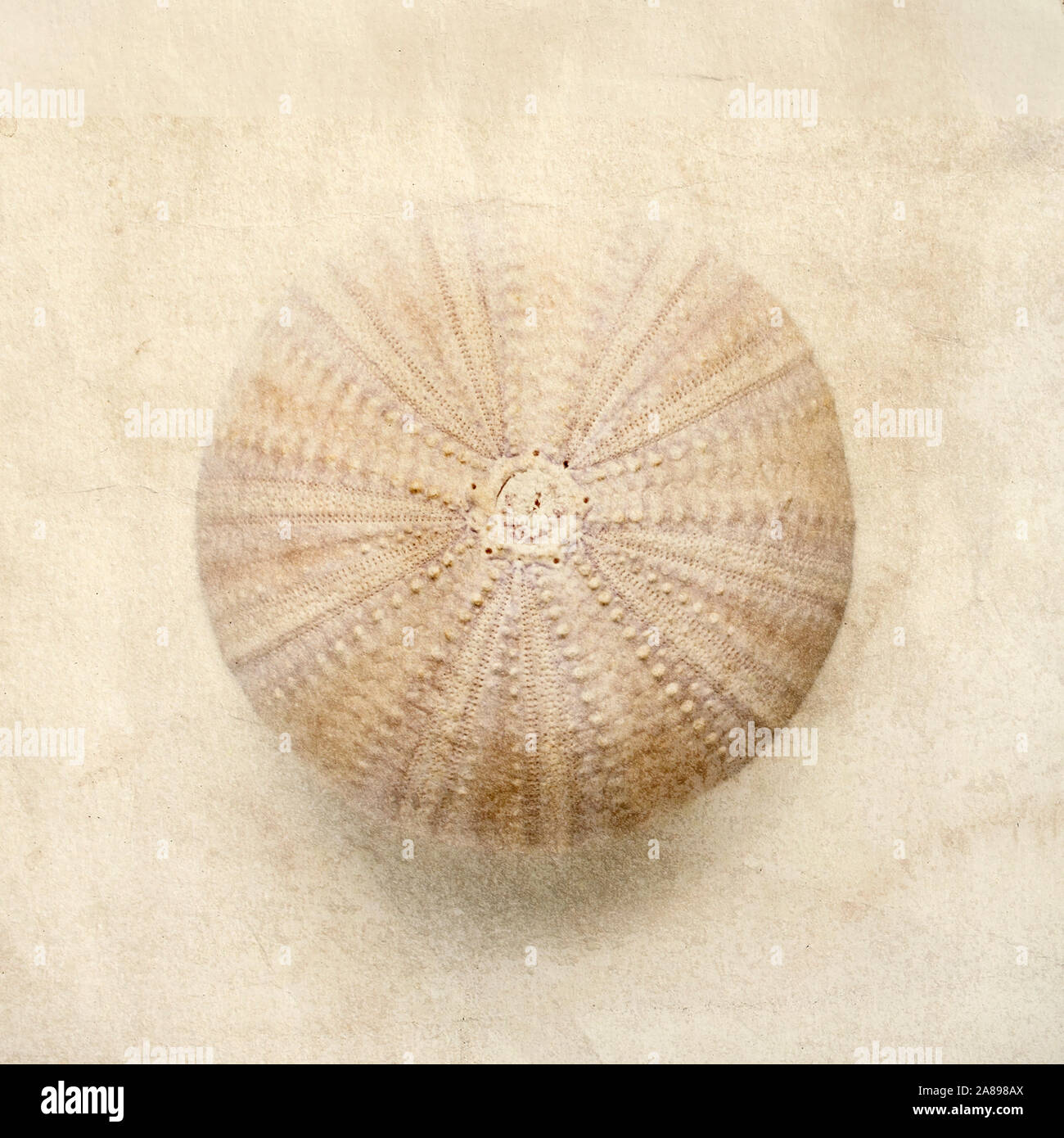 Sea urchin shell Stock Photo - Alamy