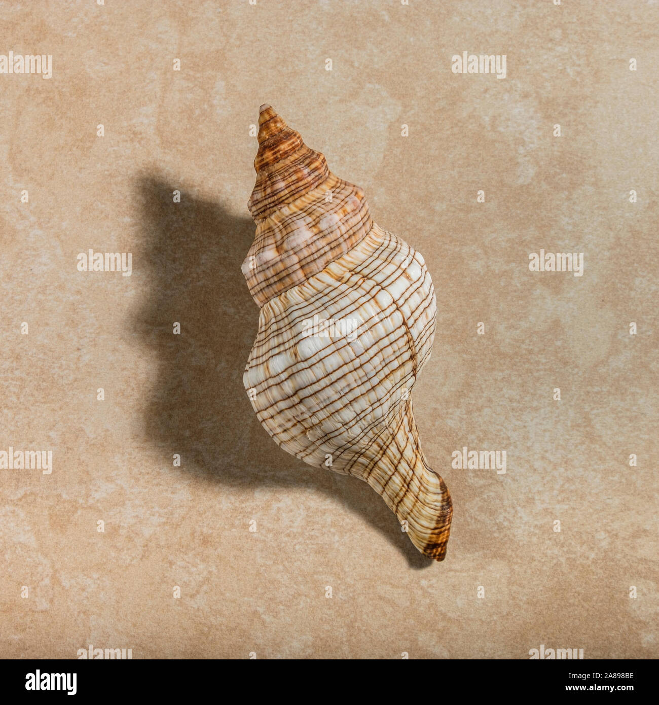 Seashell image hi-res stock photography and images - Alamy
