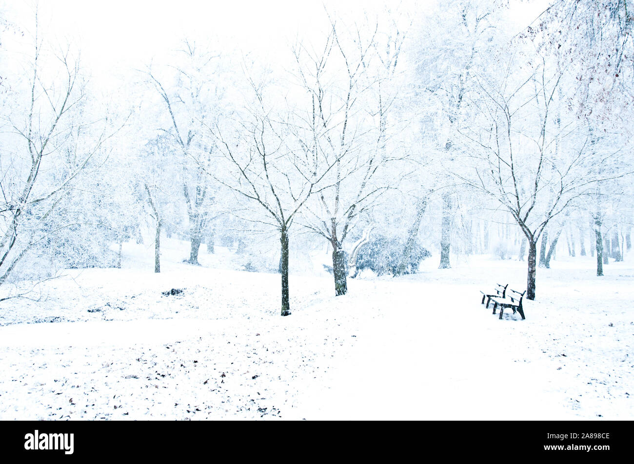 winter landscape with trees and ground covered by snow Stock Photo - Alamy