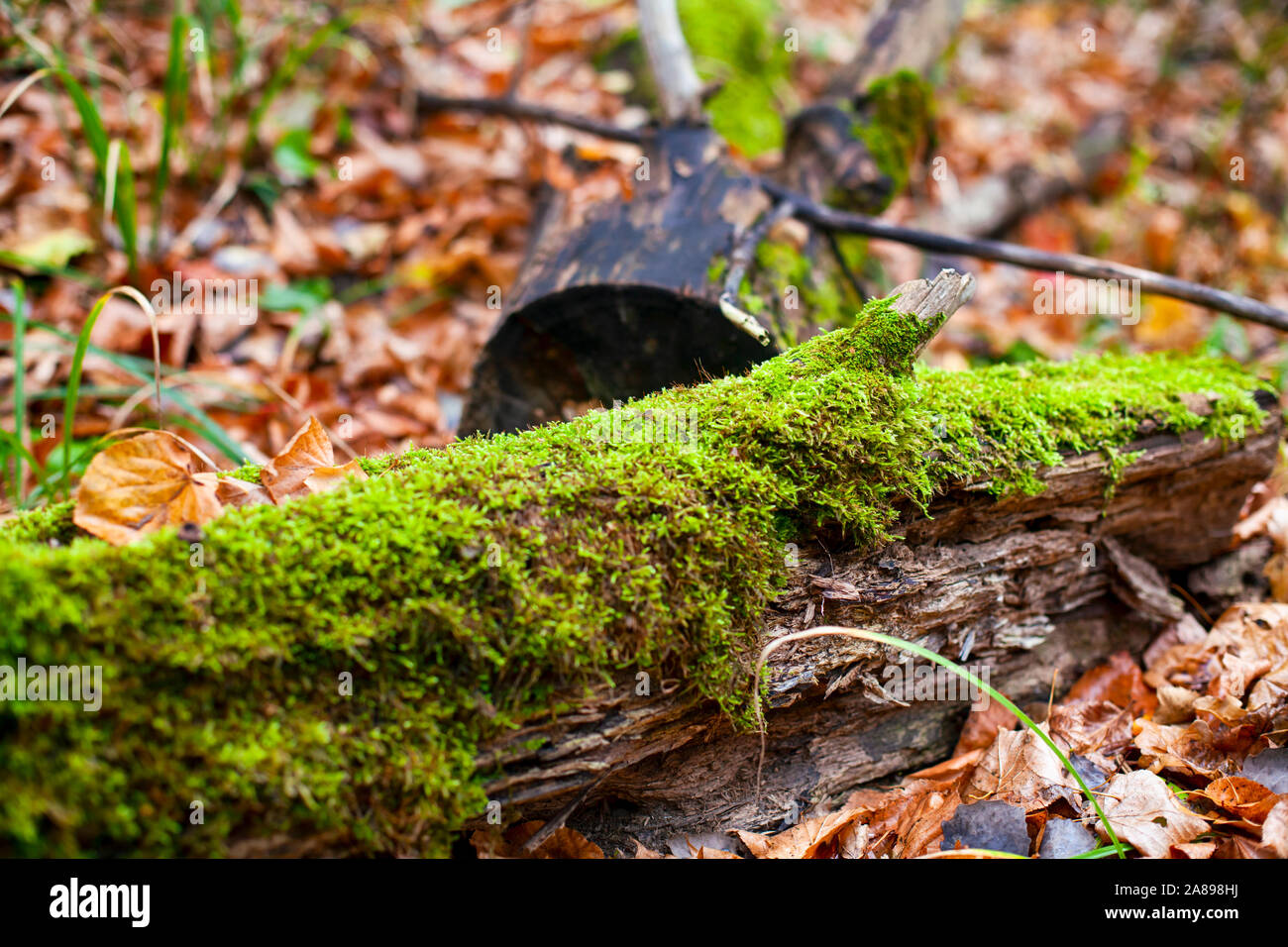 Log with moss hi-res stock photography and images - Alamy