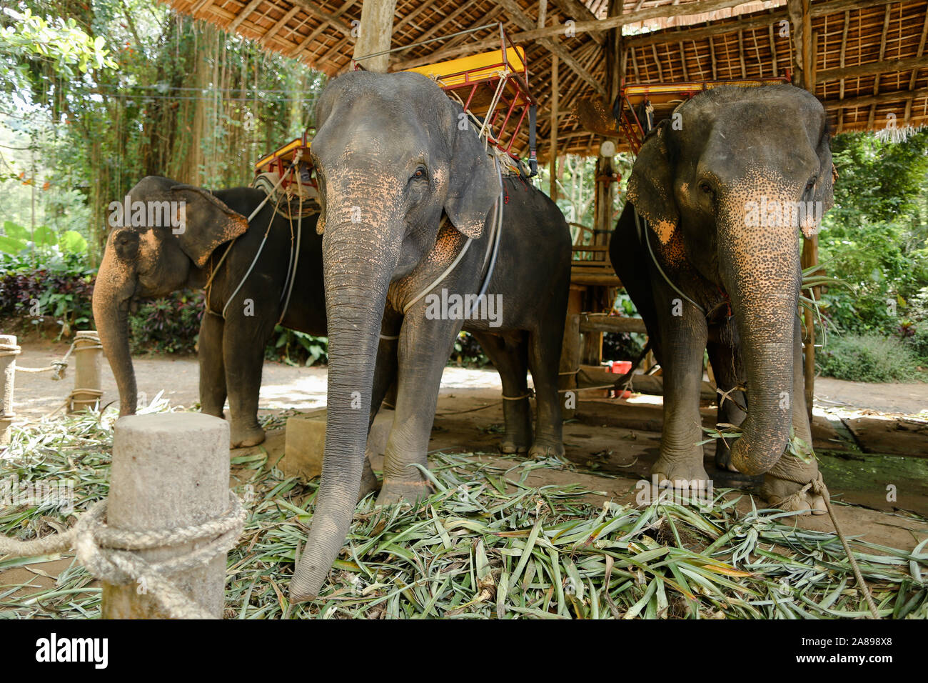 Tamed and tied elephants standing with saddle Stock Photo - Alamy