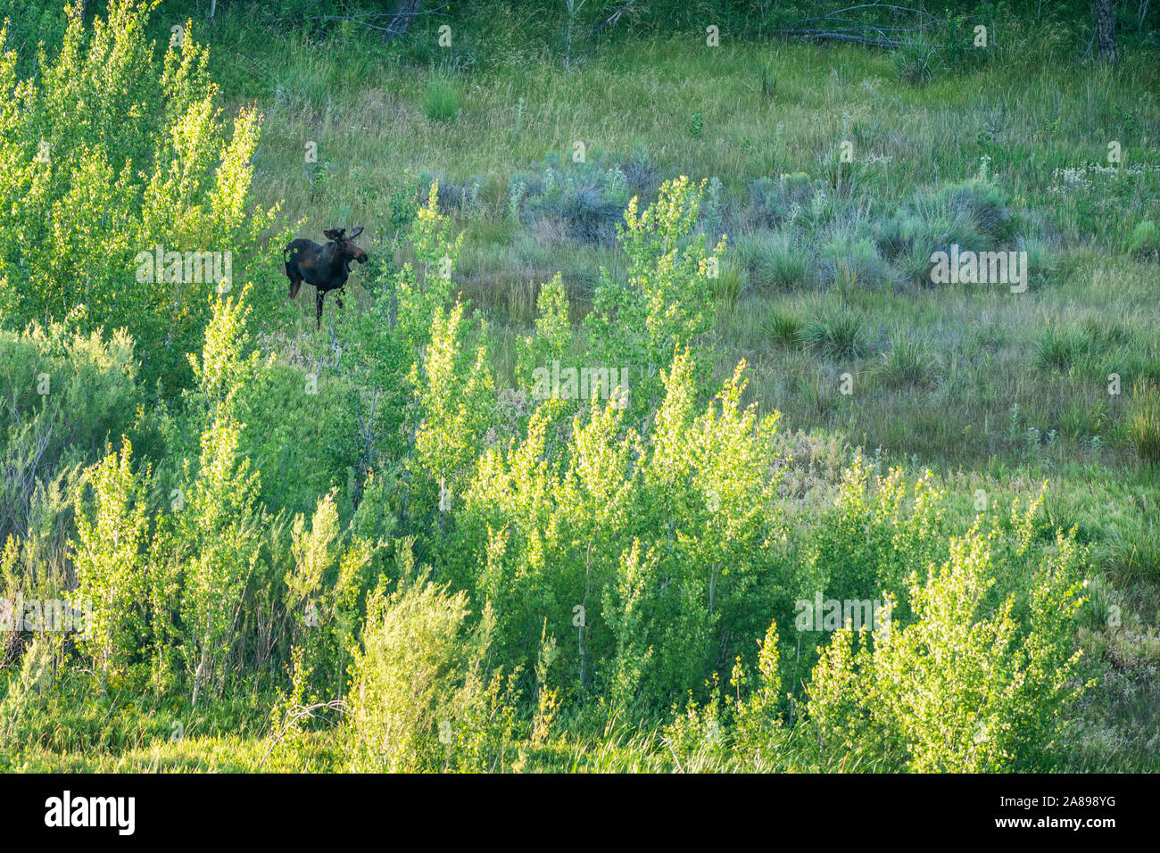 Moose idaho hi-res stock photography and images - Alamy