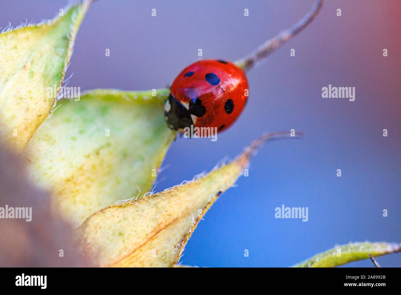 Ladybugs in the spring sun hi-res stock photography and images - Alamy
