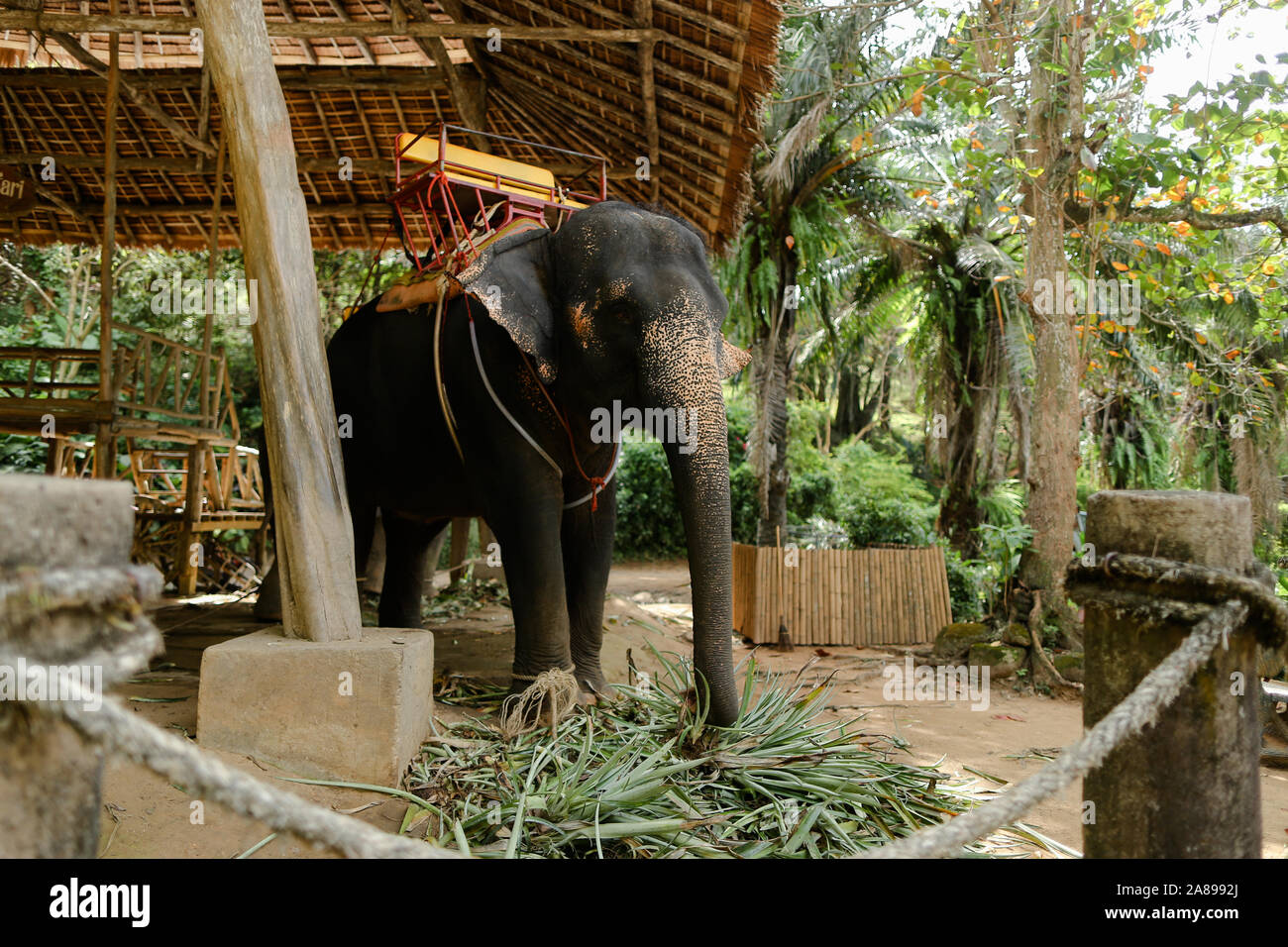 Domesticated and tied grey elephant standing with saddle Stock Photo ...
