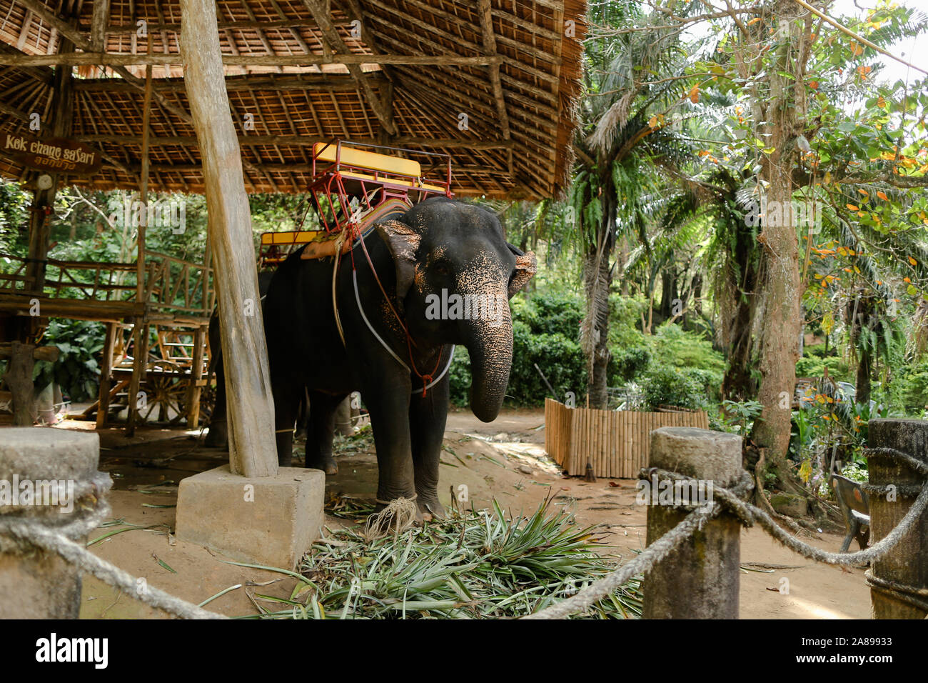 Domesticated and tied elephant standing with saddle Stock Photo - Alamy