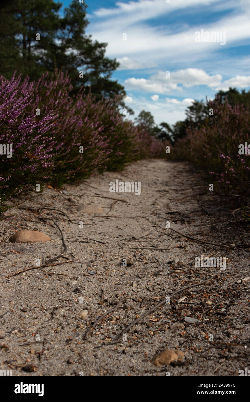 Sandweg hi-res stock photography and images - Alamy
