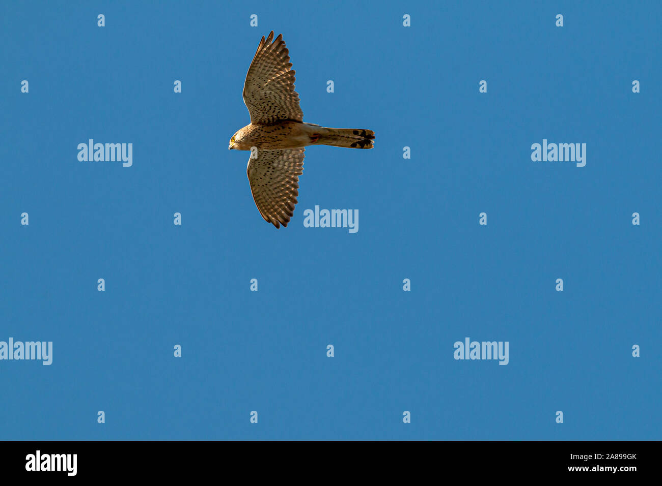 Habicht hi-res stock photography and images - Alamy