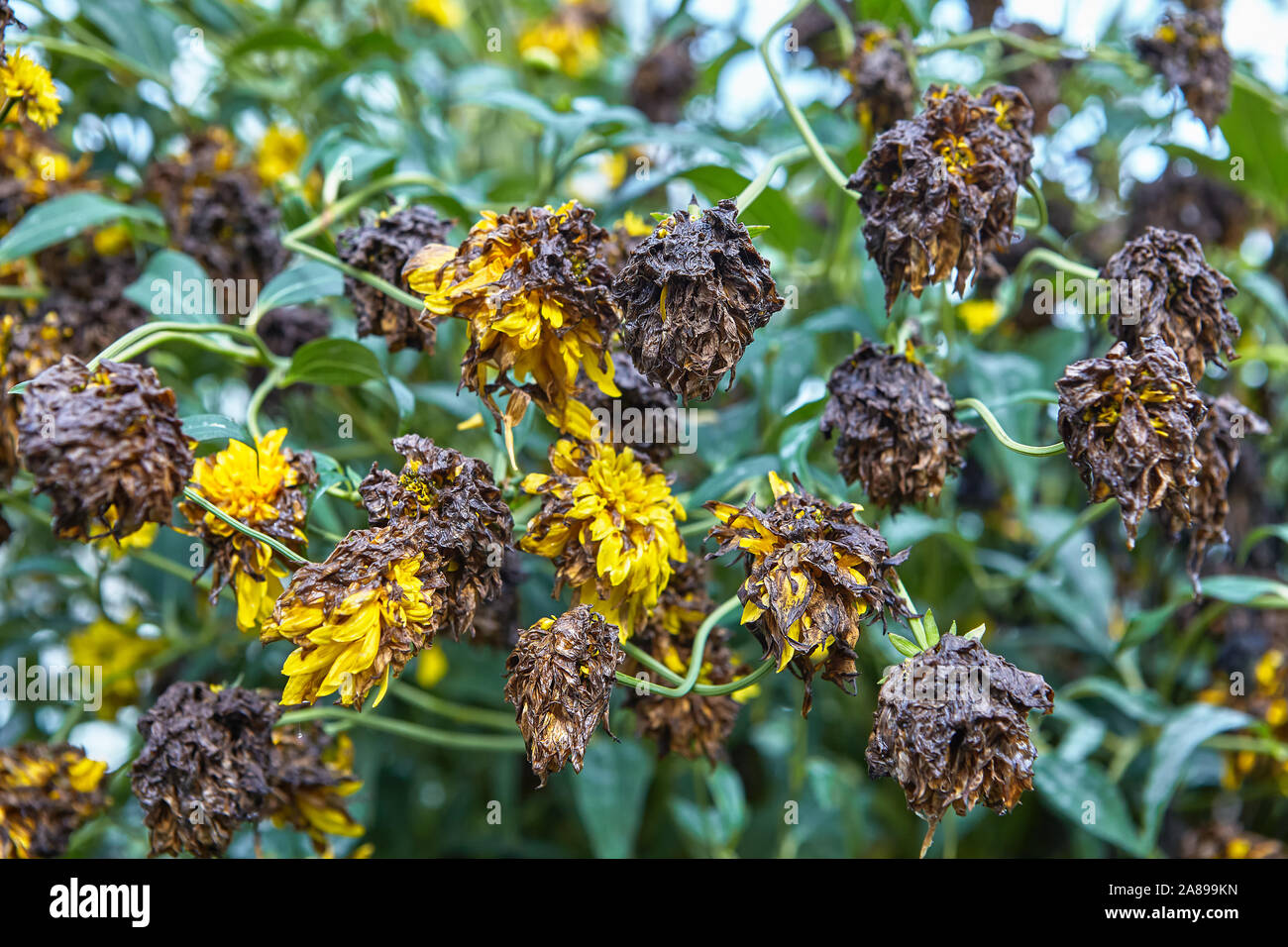 Withered flowering hi-res stock photography and images - Alamy