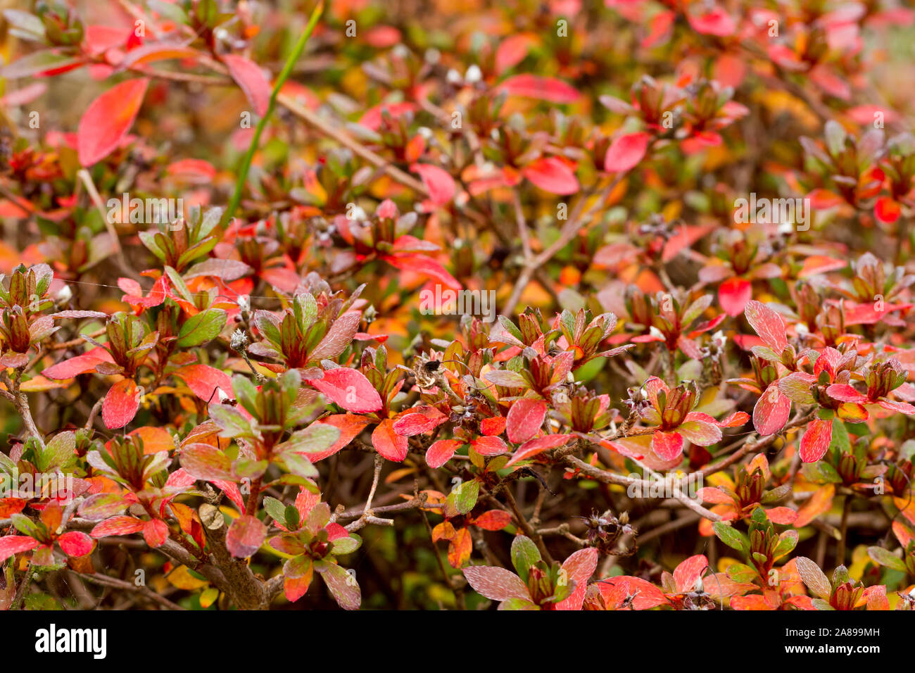 Azalea leaves hi-res stock photography and images - Alamy