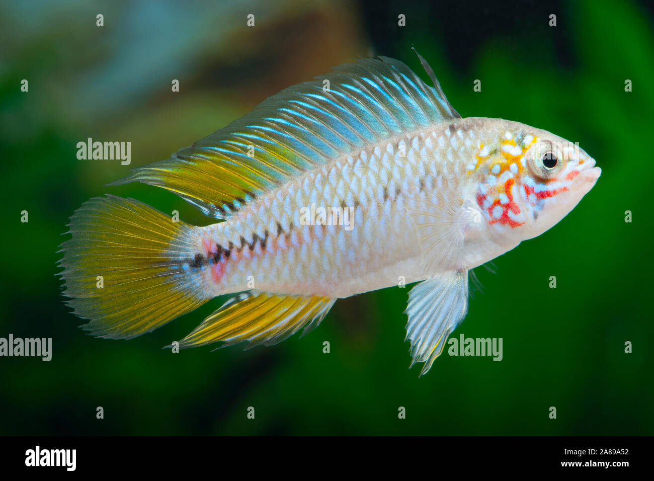 Apistogramma borelli Opal,Borellis Zwergbuntbarsch,Umbrella dwarf ...