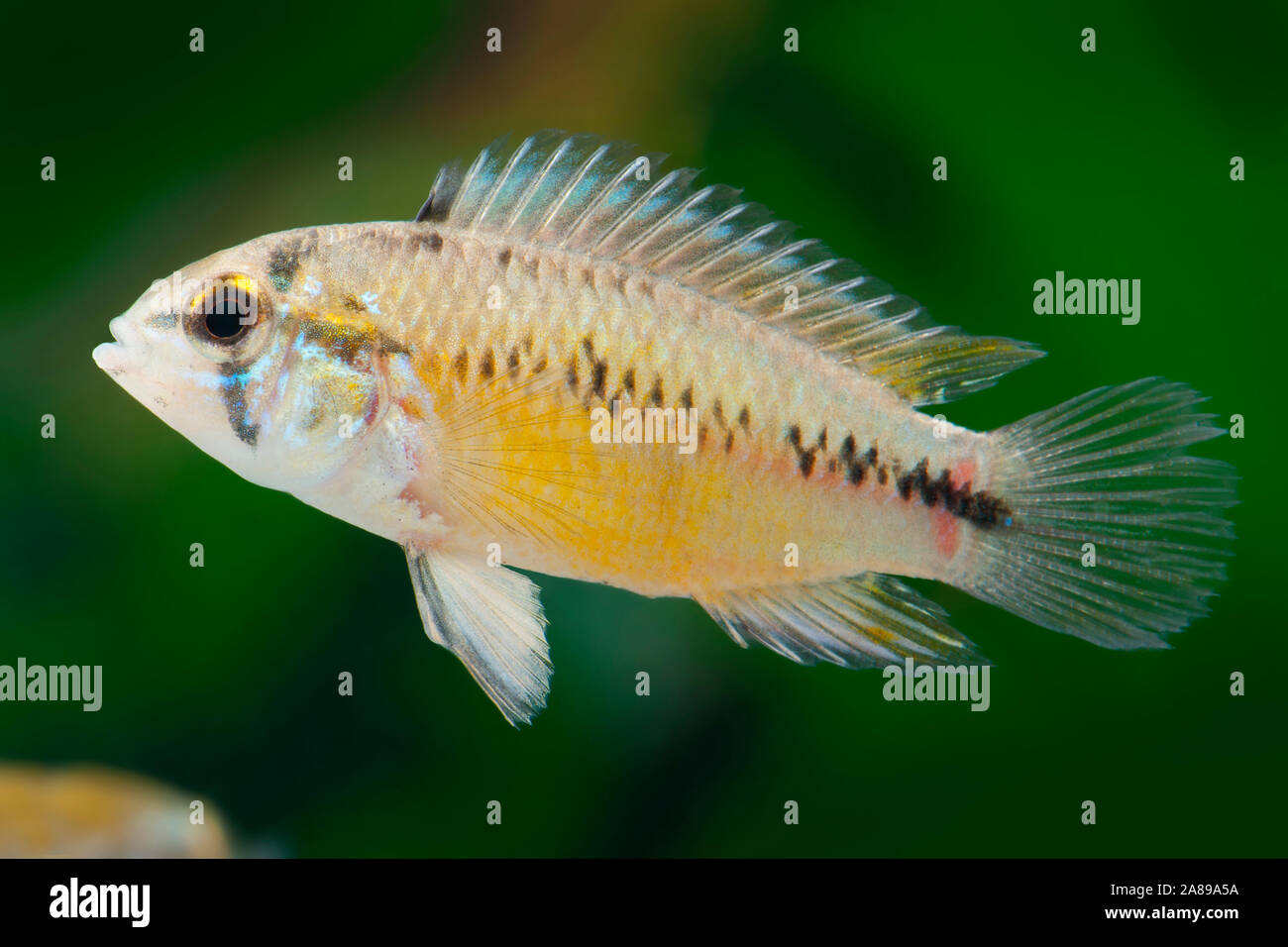 Dwarf Cichlid High Resolution Stock Photography and Images - Alamy