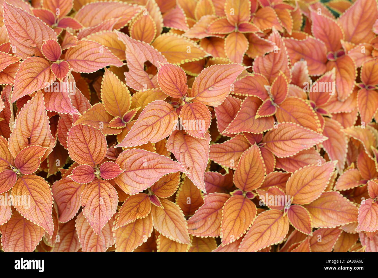Beautiful plant orange leaves natural texture background orange color ...