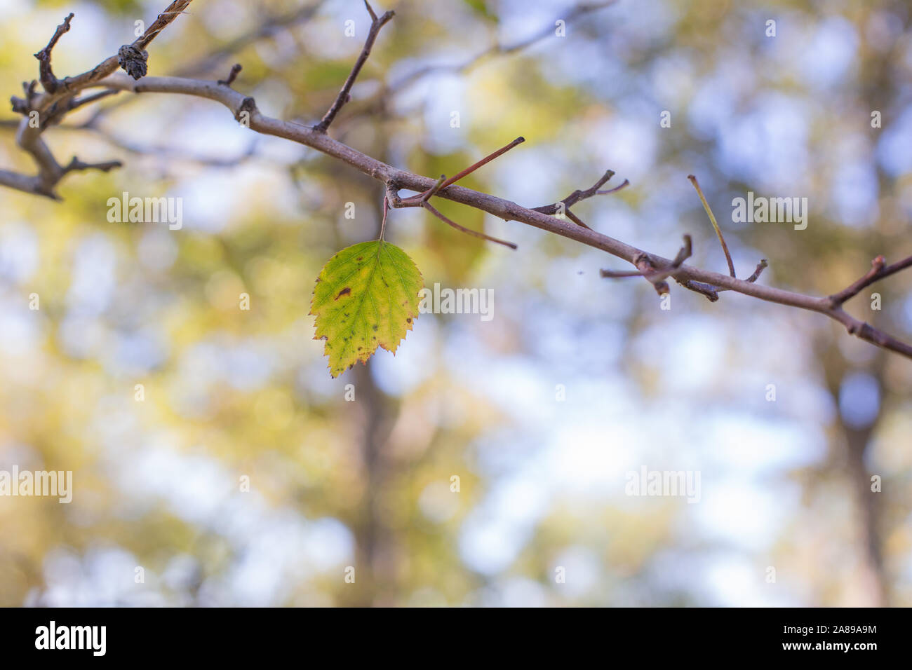 One last leaf on a fall tree branch blurred park background autumn ...