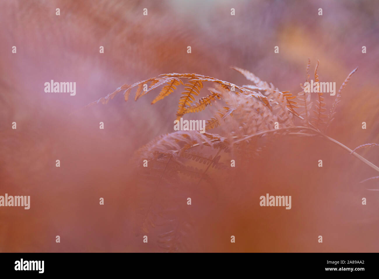 Delicate ferns hi-res stock photography and images - Alamy