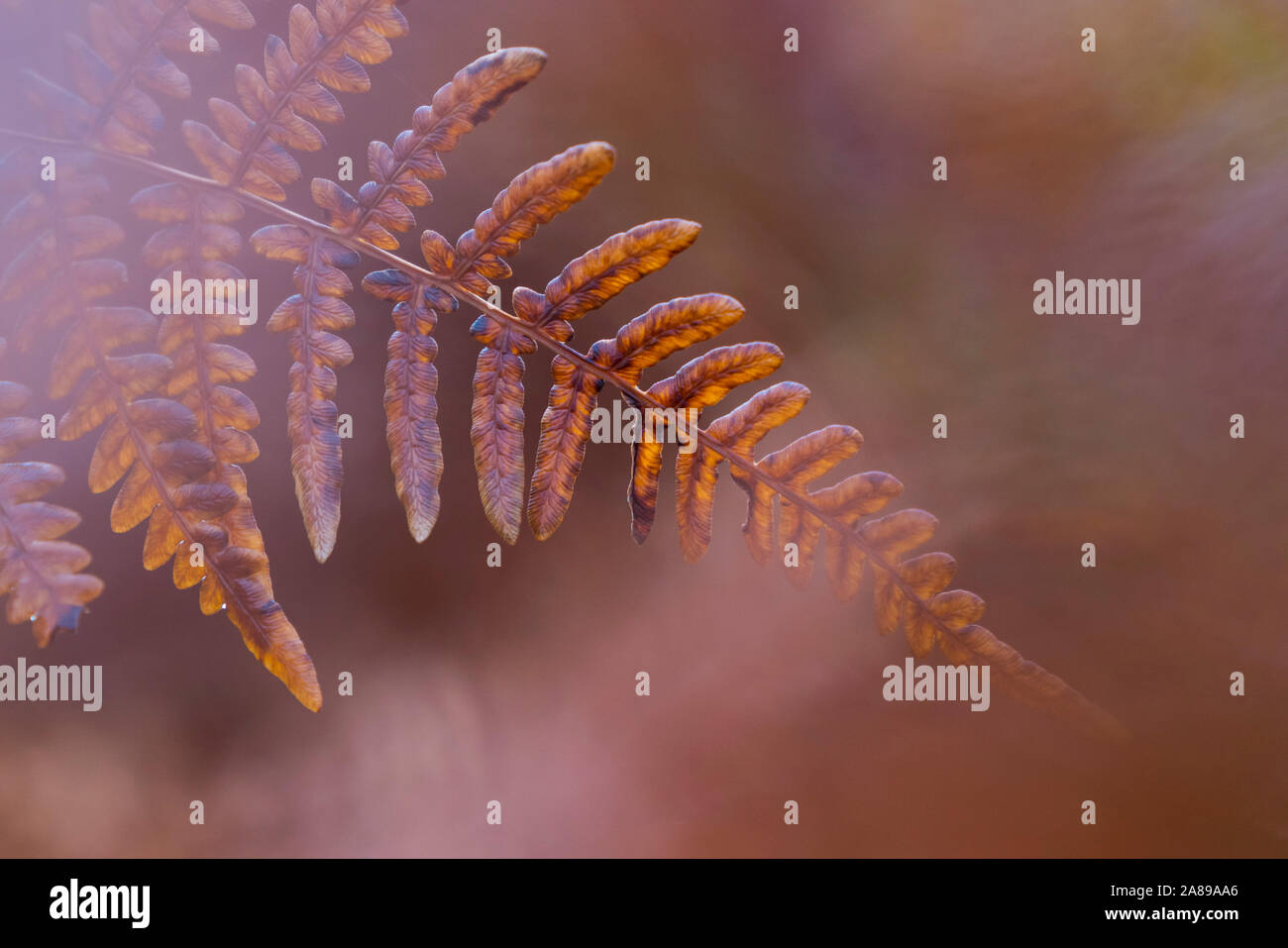 Delicate ferns hi-res stock photography and images - Alamy