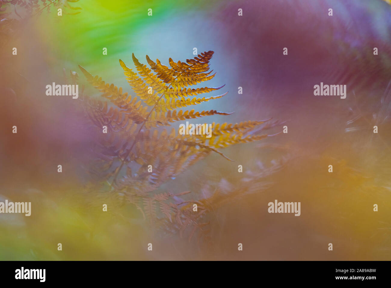 Delicate ferns hi-res stock photography and images - Alamy