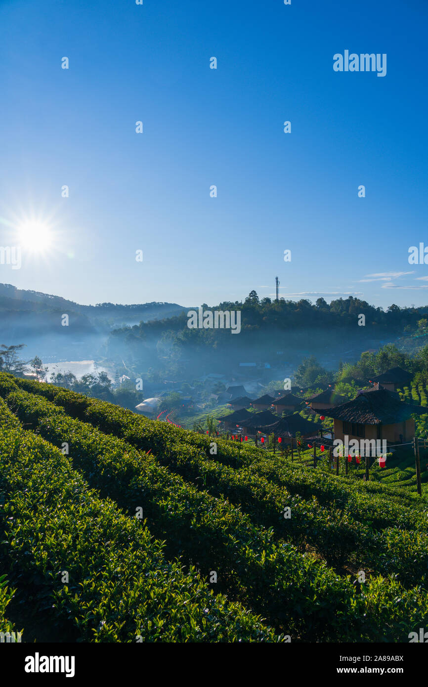 Fresh green tea leaves in the morning forest and green nature park and ...