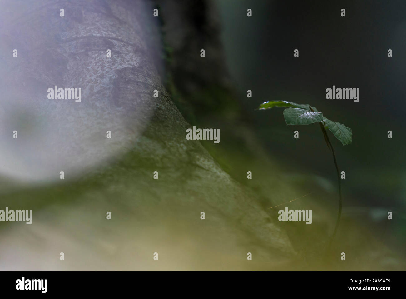 Beech tree fagus sylvatica small hi-res stock photography and images ...