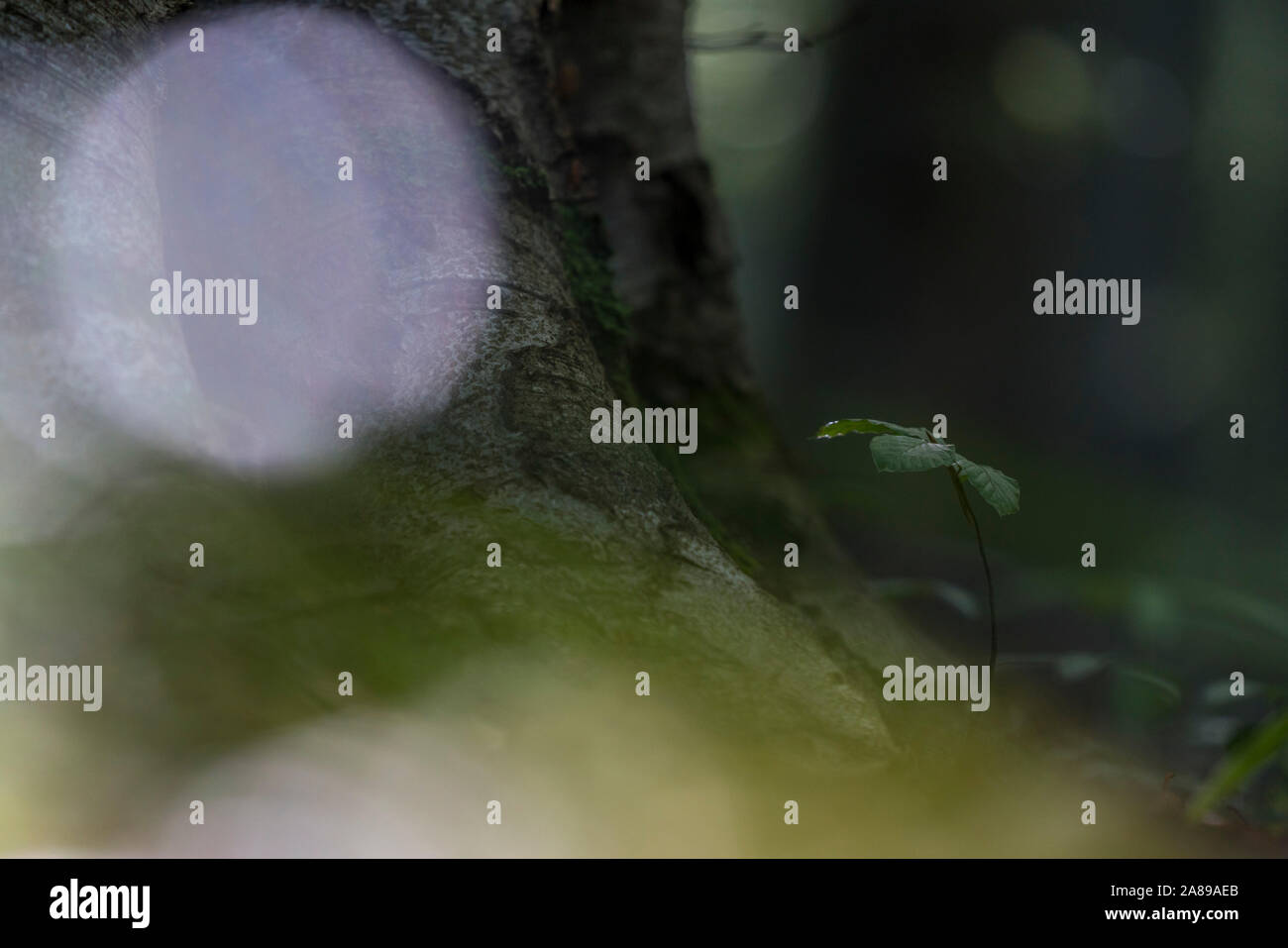 Beech tree fagus sylvatica small hi-res stock photography and images ...