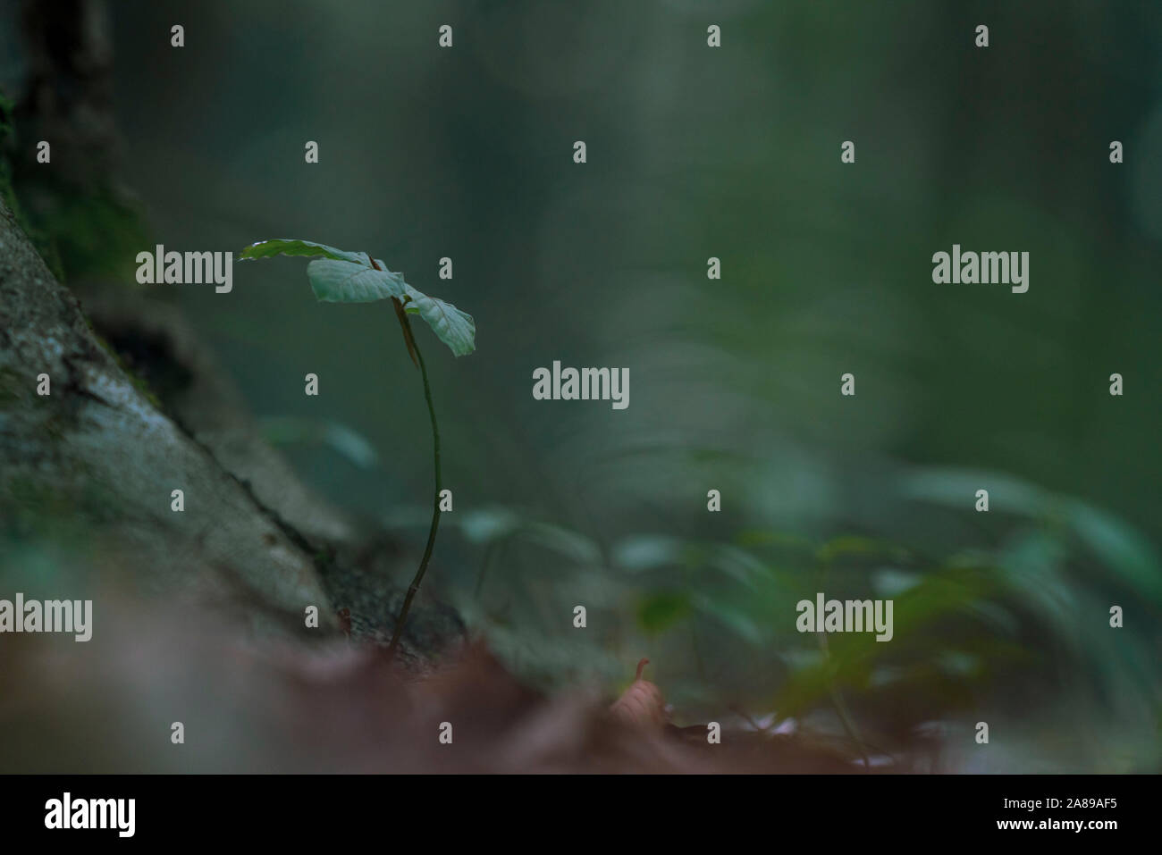 Beech tree fagus sylvatica small hi-res stock photography and images ...
