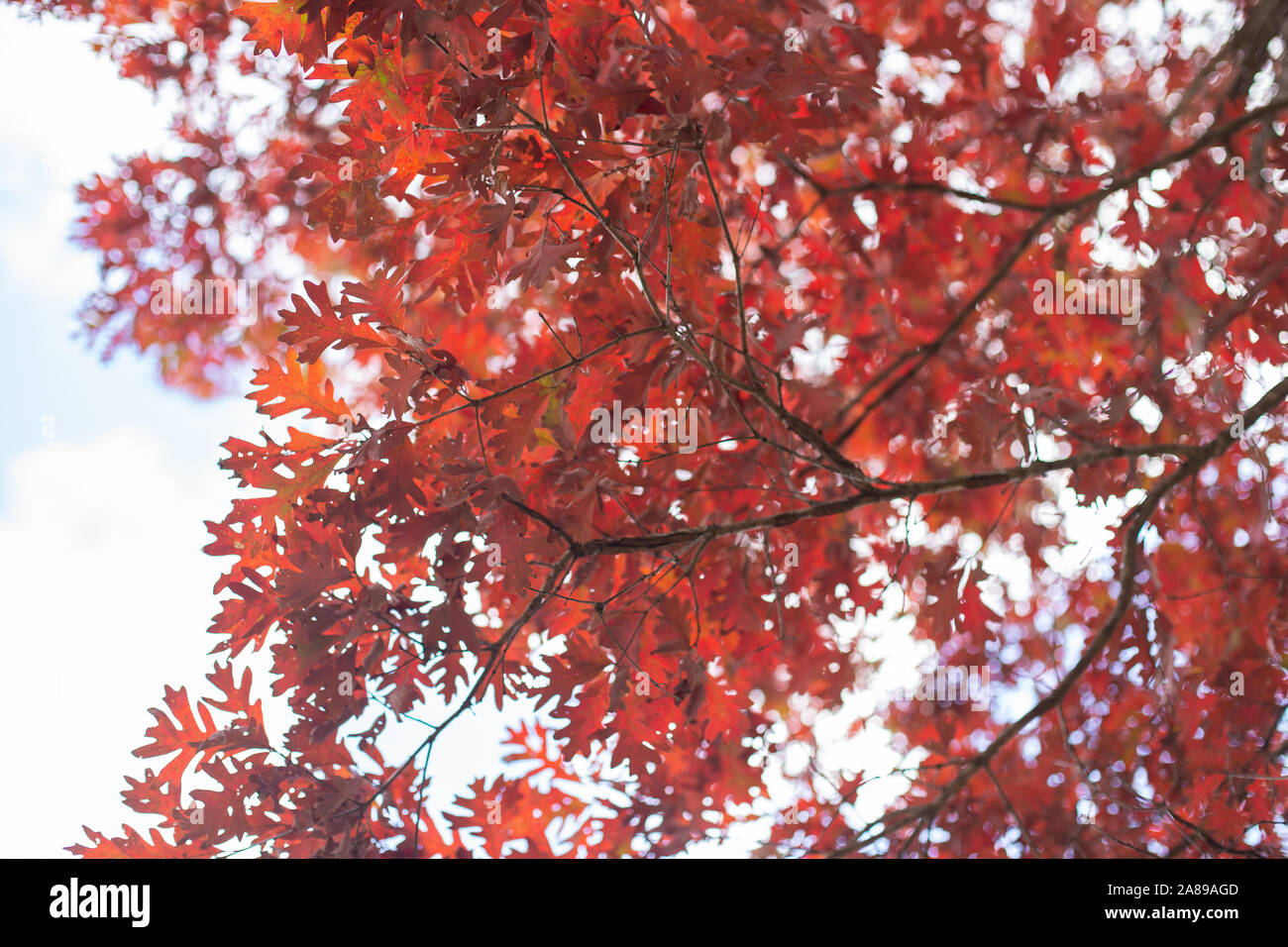 Colorful leaves trees hi-res stock photography and images - Alamy