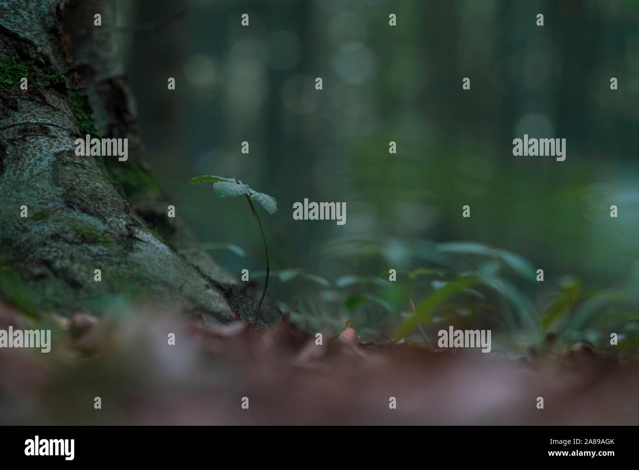 Beech tree fagus sylvatica small hi-res stock photography and images ...