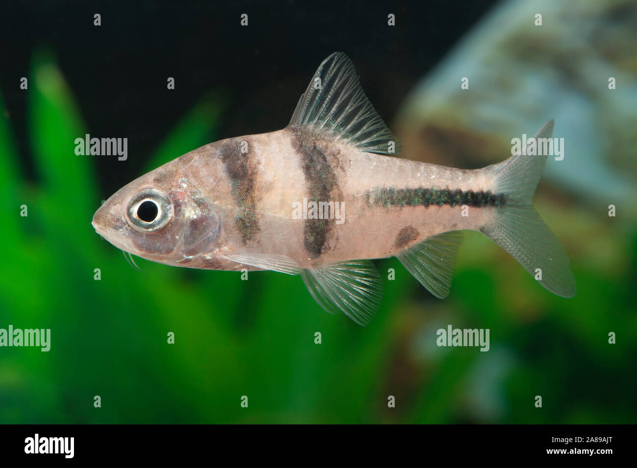 Lateristriga hi-res stock photography and images - Alamy