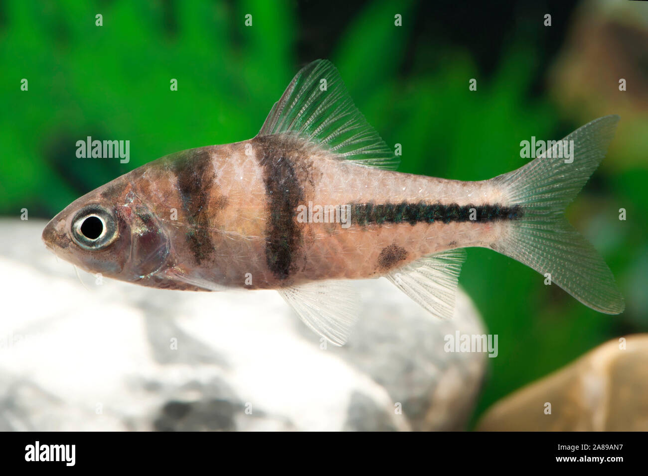 Barbodes lateristriga,Schwarzbandbarbe,Spanner barb Stock Photo - Alamy
