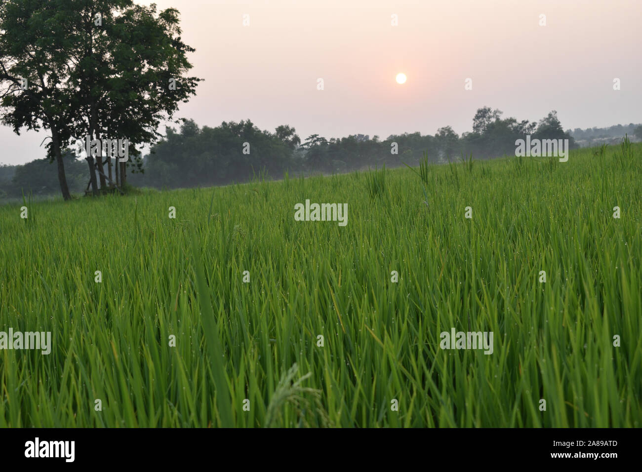 black tree and paddy tree sunset time Stock Photo - Alamy